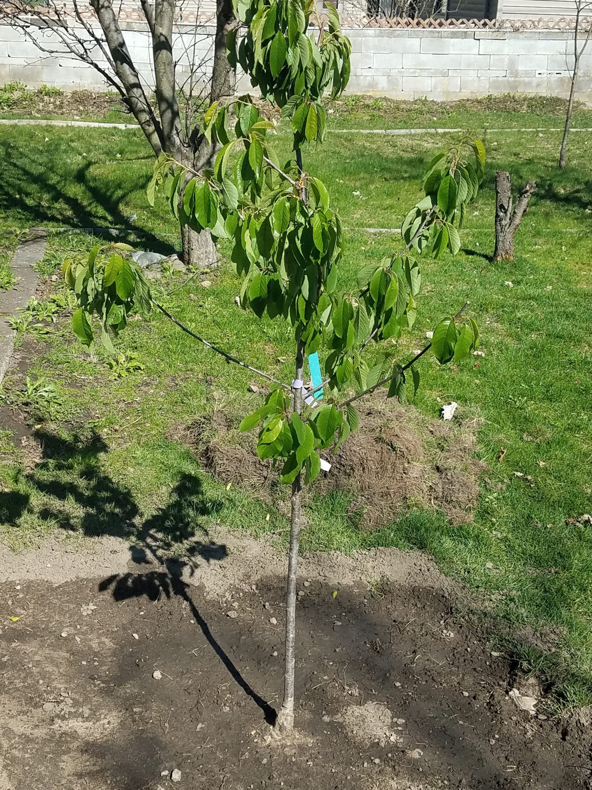 Essential Guide to Growing Young Trees & Shrubs | Blog | Melnor Gardening