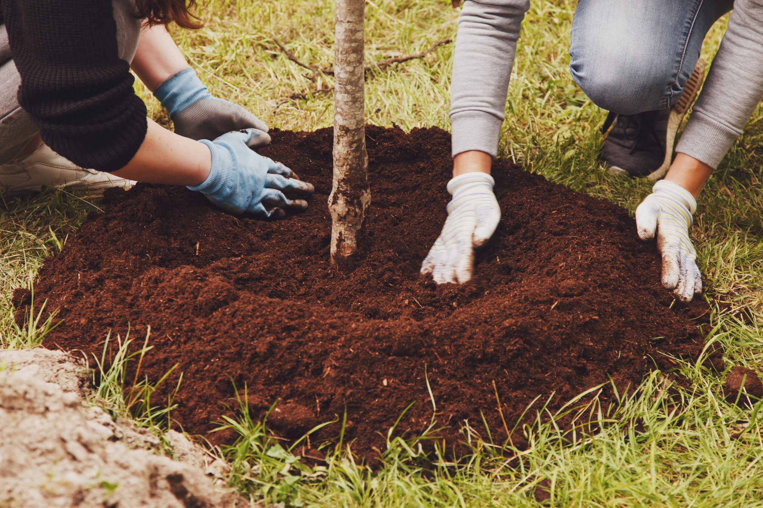 Essential Guide to Growing Young Trees & Shrubs | Blog | Melnor Gardening