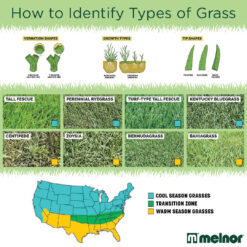 Types of Grass | Blog | Melnor Gardening